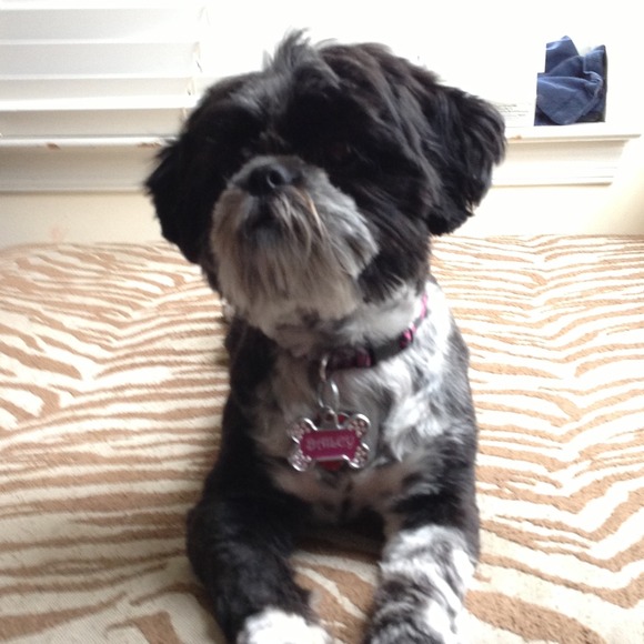 Accessories | Shih Tzu Puppy | Poshmark