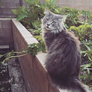 Fancy Cat | Other | Cat Ladies Holler Here | Poshmark