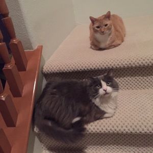 Fancy Cat | Other | Cat Ladies Holler Here | Poshmark