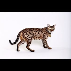 Savannah | Other | Savannah Cat F2 Her Grandpa Is A Serval | Poshmark