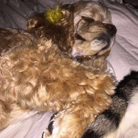 Cocker Spaniel | Other | Hung Over From A Rough Night Her Brothers Tail ...