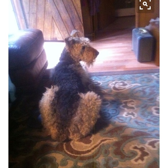Other | Wanted Posh Dogs | Poshmark