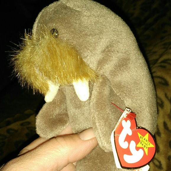 ty beanies | Toys | Jolly The Walrus Ty Beanie | Poshmark